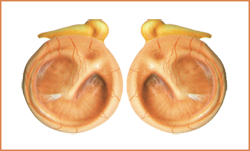 EAR (Microsurgery) | Dr. Hasmukh Shahs ENT Hospital