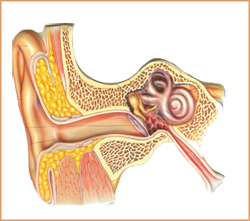 EAR (Microsurgery) | Dr. Hasmukh Shahs ENT Hospital